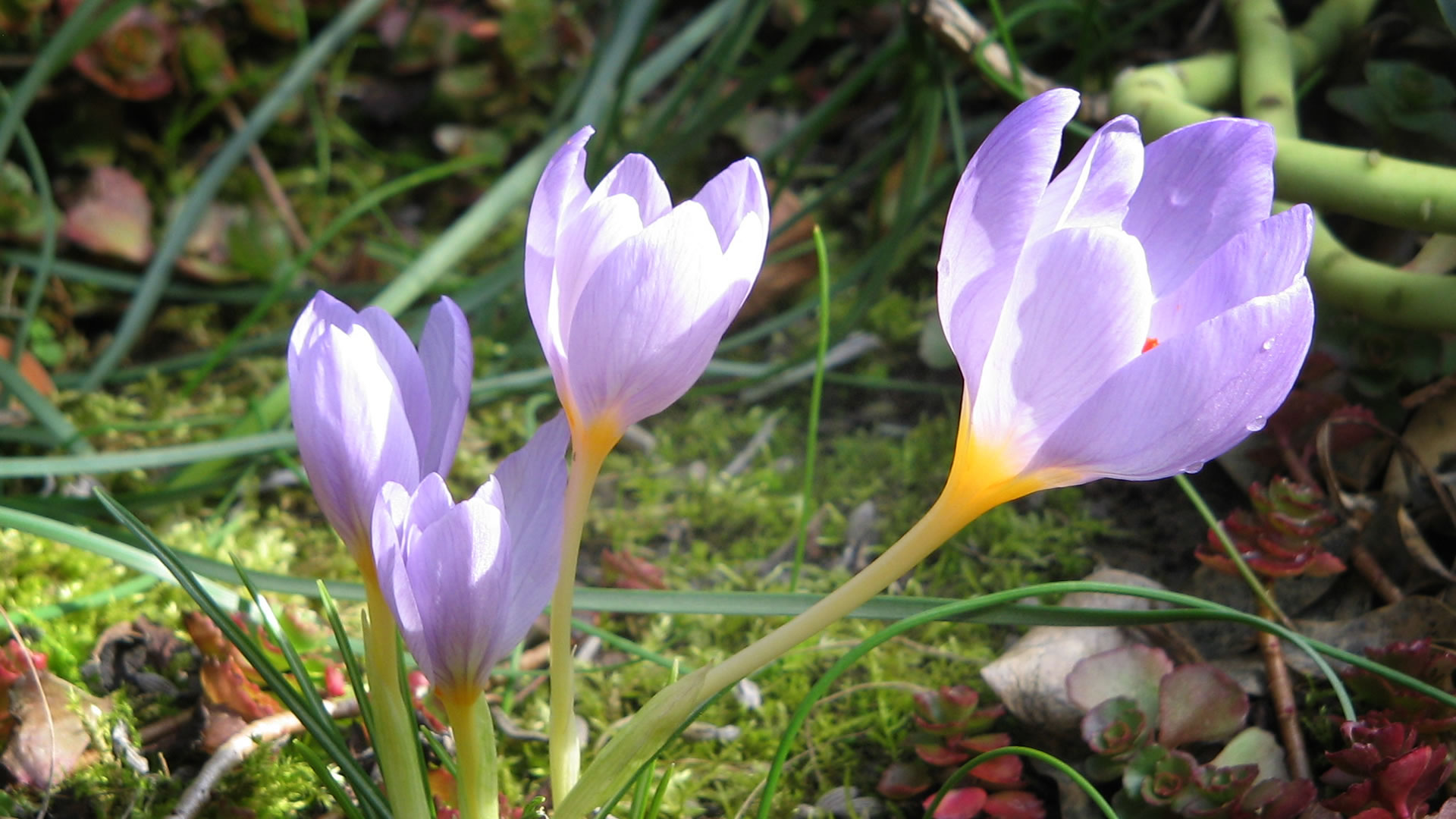 席時比國際有限公司 THISBE CORP.